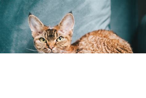 Devon Rex Cat Breed Profile Characteristics And Care