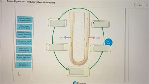 Solved Focus Figure 24 1 Medullary Osmotic Gradient 11013