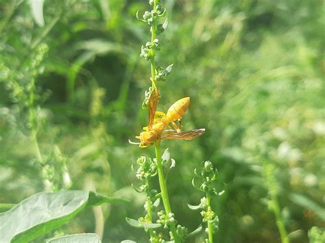 Entomology Quiz Insect Behavior And Digestive System