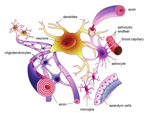 Main Cell Types In The CNS This Diagram Illustrates The Relationships