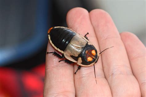 Lucihormectia Subcincta Glowspot Roach After Show Sale