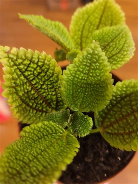 2 Friendship Plants Pilea Moon Valley Purple Vein Fast Etsy