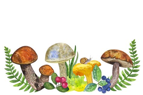 작곡 식용 버섯 잎과 열매 고사리 달팽이 크랜베리 산 애쉬 손으로 흰색 배경에 분리된 수채화 그림을 그립니다 디자인 요소 Boletus에 대한 스톡 벡터 아트 및 기타