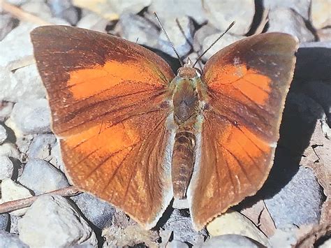 シジミチョウ科ウラギンシジミ裏銀小灰蝶 奥行き1mの果樹園