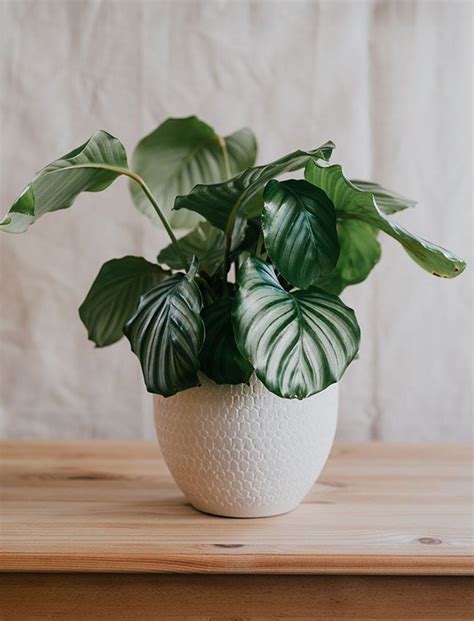 10 Plantas De Interior Que Requieren Poca Luz Y Casi Ningún Cuidado