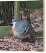 Luzon Bleeding Heart Dove Photograph By Michelle Meenawong Fine Art