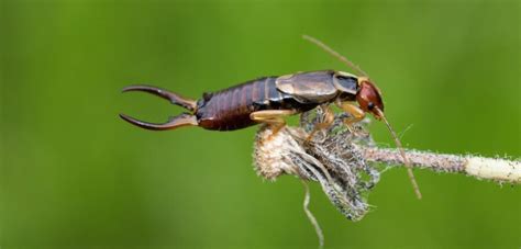 The Dreaded Earwig Critter Science