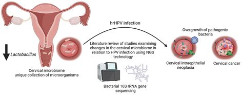 Femea Hpv