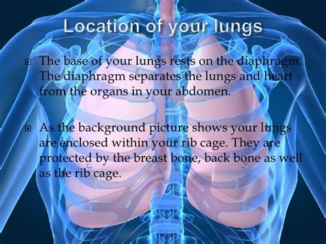 The Lungs Presentation Ch2