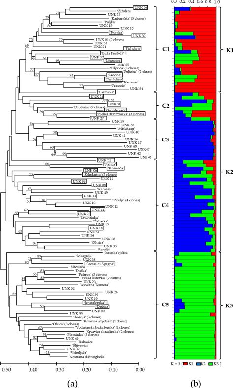 Figure 1 From Genotyping Of Croatian Olive Germplasm With Consensus Ssr Markers Semantic Scholar