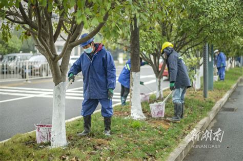 树木刷白 防寒越冬 资讯 新湖南