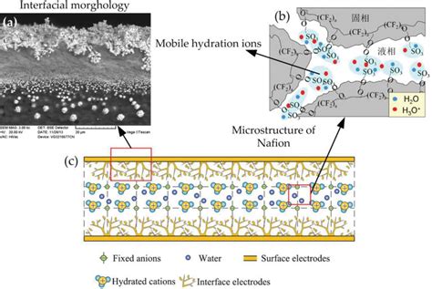 Ionic Polymer Actuators Principle Fabrication And Applications Intechopen