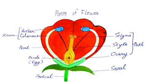 Diagram Of The Reproductive Parts Of A Flower Longitudinal L