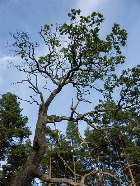 How To Tell If Your Tree Is Dead Or Dying If You Notice These Signs
