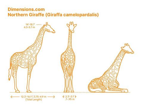 Northern Giraffe Giraffa Camelopardalis Northern Giraffe Giraffe