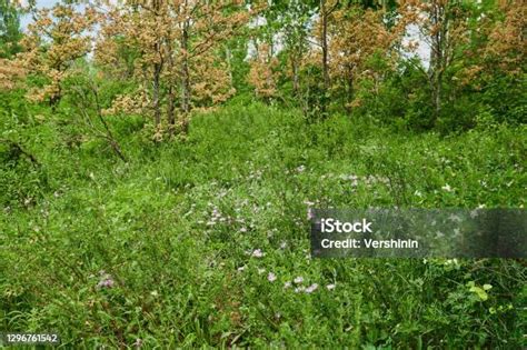 아름다운 길가 꽃 자연의 다양성 야생화의 다채로운 조합 길가 잡초와 꽃의 사진 클로즈업 그들 중 일부는 침략 일부 드문 생물 다양성 개념 경관에 대한 스톡 사진 및 기타