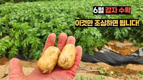 6월 감자수확전 이것만은 꼭 피해주셔야 합니다 감자 비대기 재배 수확 농사 Youtube