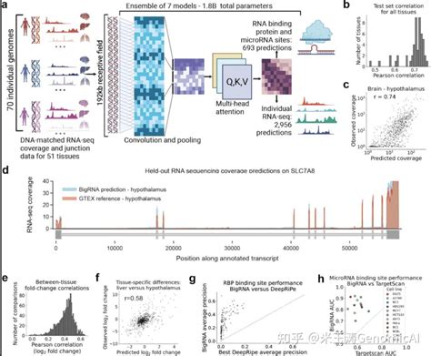 Deep Genomics 推出最先进的AI基础模型用于发现RNA疾病机制和候选疗法 知乎 Deep Genomics 推出最先进的AI基础模型用于发现RNA疾病机制和候选疗法 知乎