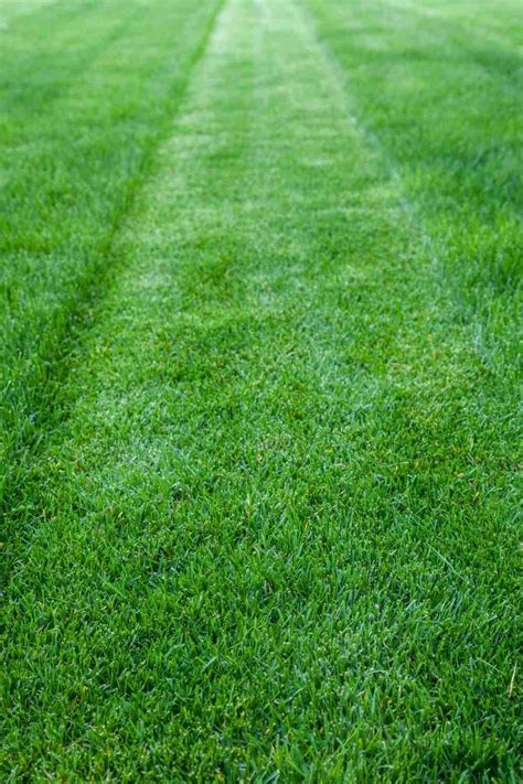 Types Of Grass For Your Lawn Artofit