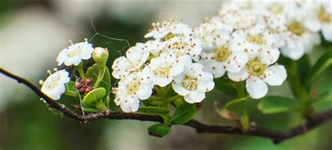 Insider 2020 07 Tls Capabilities 327 Blog Syslog Ng Community