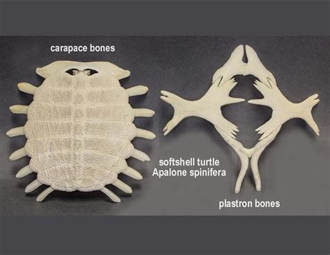 Softshell Turtle Fossils Fossil Lady
