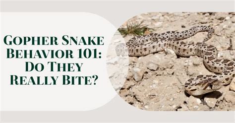 What Do Gopher Snakes Eat What Do Gopher Snakes Eat