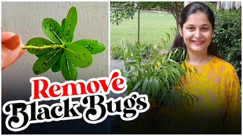 How To Remove Aphids From The Plant