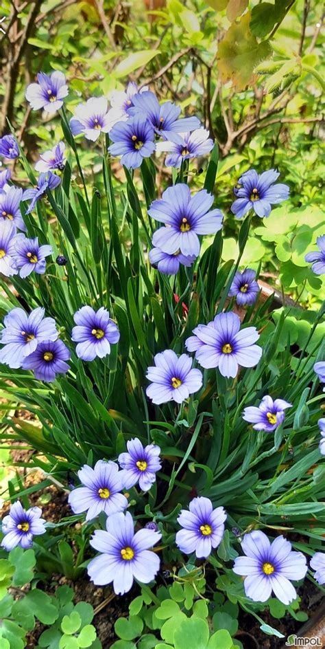 청매화붓꽃ㅡ노지월동 야생화 허브 수생식물 채소 동백 심폴