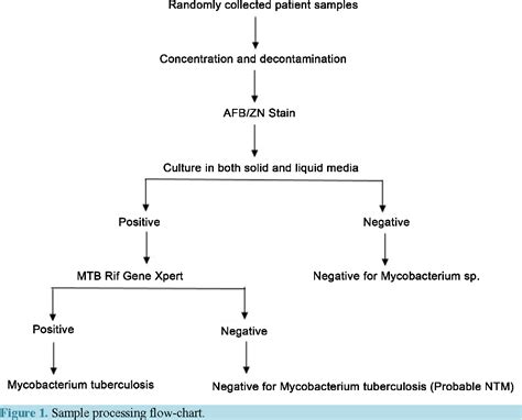Pathophysiology Of Pulmonary Tuberculosis Schematic Diagram