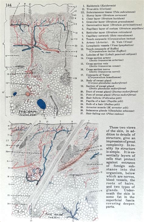 10 Different Vintage Anatomy Diagrams Medical 1930s Annotated