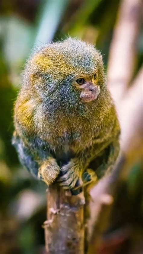 Pygmy Jerboa Iphone 13 Pygmy Jerboa With Coffee Watercolor