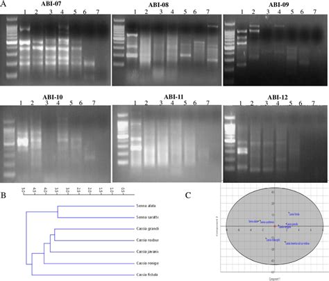 Upgma Analysis Of Based On The Rapd Markers Of Seven Different Taxa Of