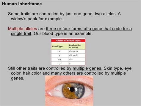 Human Inheritance And Genetic Disorders
