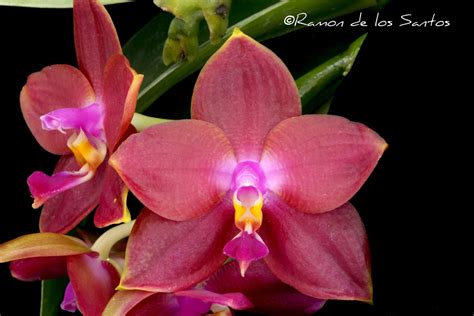 Phal Ruby Passion ‘melencia California Sierra Nevada Judging Center