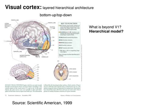 Ppt Latent Variable Hierarchical Models In Computational Neural