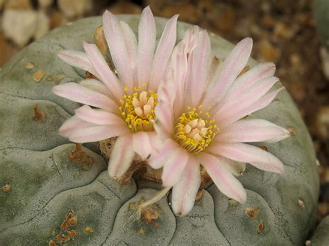 The Sacrament « The Peyote Way Church Of God