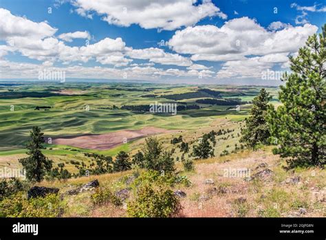 Washington State Whitman County Kamiak Butte County Park Looking