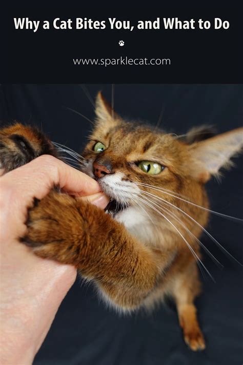 Why A Cat Bites You And What To Do Summers Fabulous Cat Life