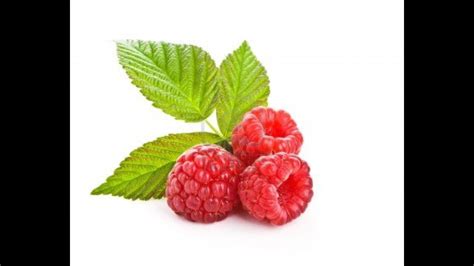 Clone Propagate Raspberry Vine Youtube