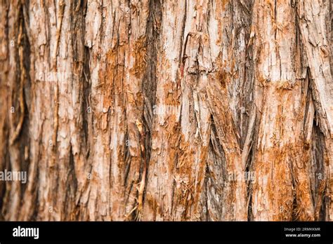 Tree Trunk Texture Close Up Stock Photo Alamy
