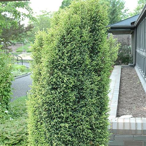 Juniper