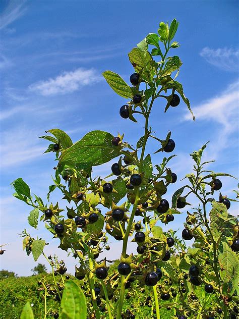 Belladona Viquipèdia Lenciclopèdia Lliure
