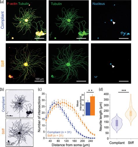 Drg Neuron Morphology And Neurite Growth Are Influenced By Substrate
