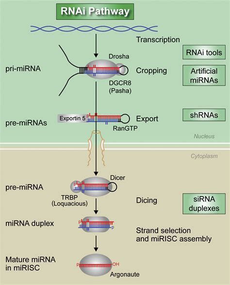 Gene Regulation By Rna Interference At Gary Delariva Blog