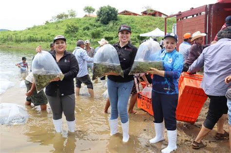 Gobierno De Sinaloa Siembra 2 Millones De Alevines En La Presa Picachos