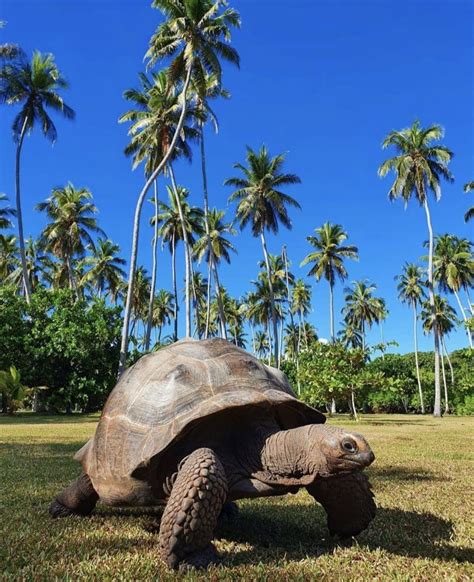 Seychelles For Honeymoon 10 Awesome Activities On The Island Wildest