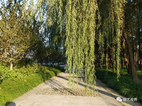 融空间散文秋柳依依