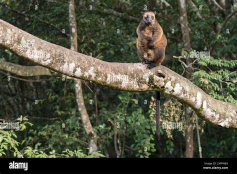 Lumholtz S Tree Kangaroo Dendrolagus Lumholtzi High Up On A Tree