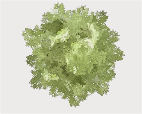 ba garden design y3 greenwich uni robert dickie 2d tree rendering in