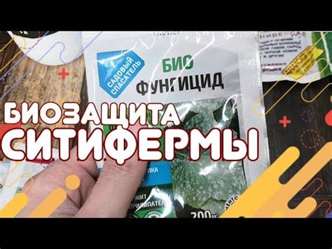 Биопрепараты для ситифермы клубники. Защита растений биопрепаратами ...